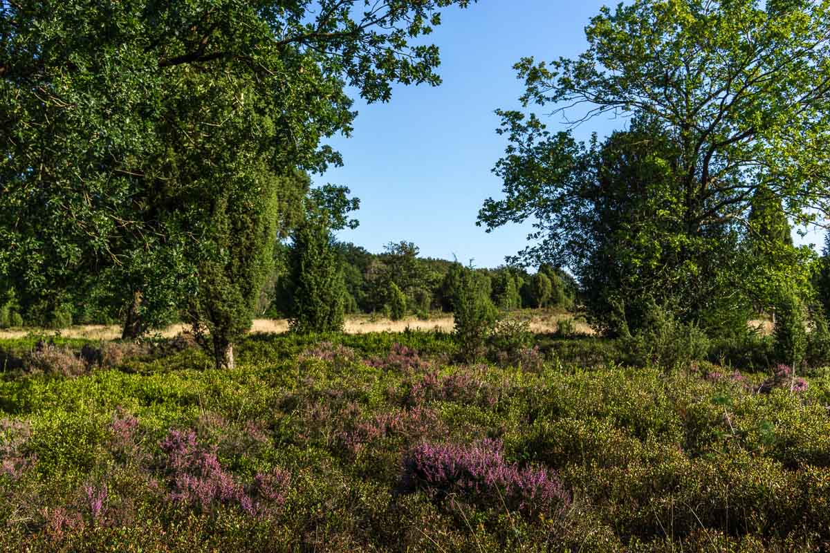 Wilseder Berg - Ein Ausflug in die Lüneburger Heide